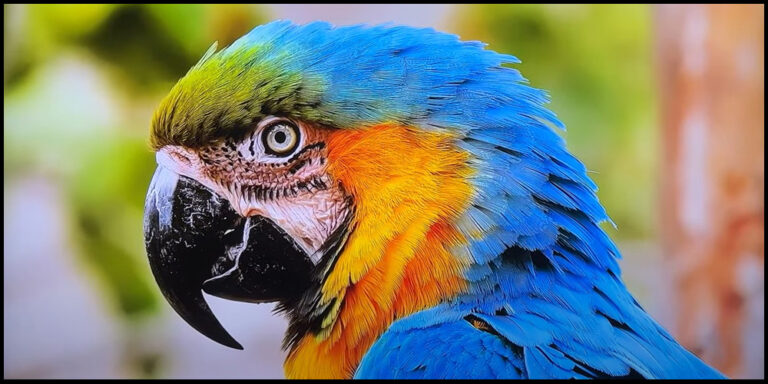 Samsung Q60C Review (2023 4K QLED TV) | HME