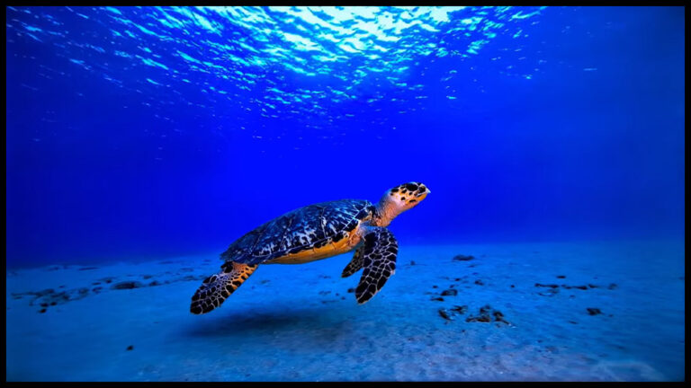 TCL Q6/Q650G 4K QLED TV Review – Home Media Entertainment